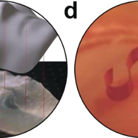 Examples Of Soft Actuating Materials Powered By Different Stimuli A A Download Scientific
