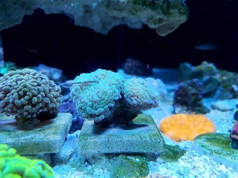 Brown Stringy Mass From Hammer Reef2reef