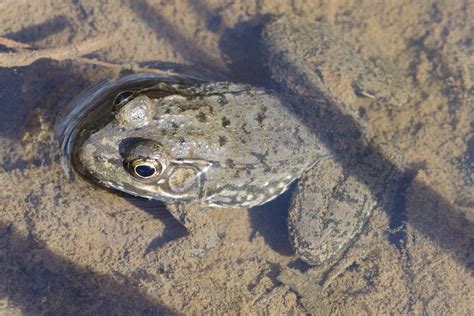 What Kind Of Frog Is This Seen In Virginia It Was Probably Was About