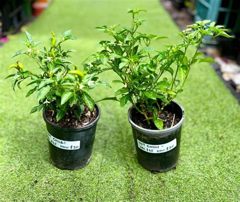 Explore The Best Chilli Plant Varieties In Sydney Perfect For Home