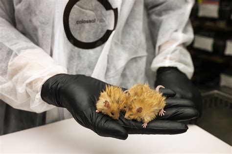 Paso De Gigante Para La Resurrección Del Mamut Nacen Los Primeros