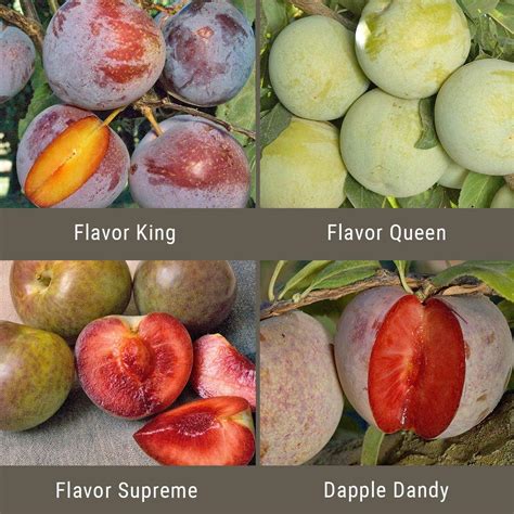 Types Of Pluot Fruit Trees