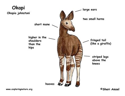 Okapi Exploring Nature