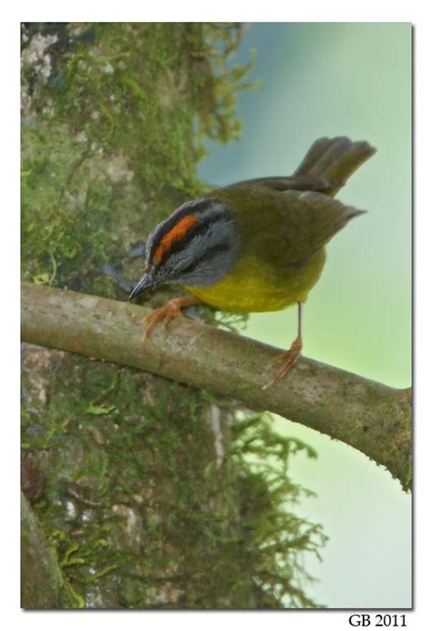 Russet Crowned Warbler Beautiful Birds Bird Watching Passerine Bird