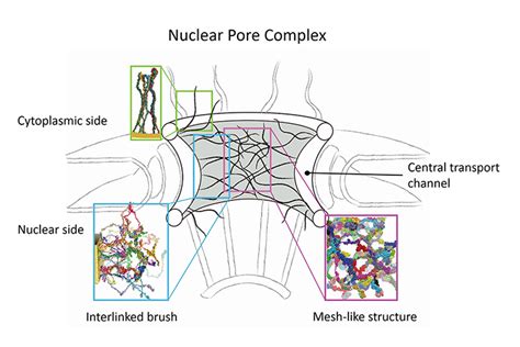 The Nuclear Pore Complex
