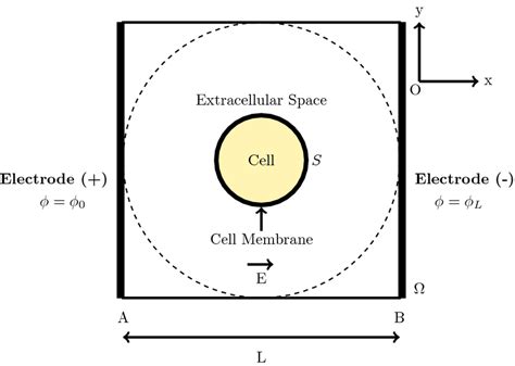 Schematic Representation Of A Single Cell Electroporation Download Scientific Diagram