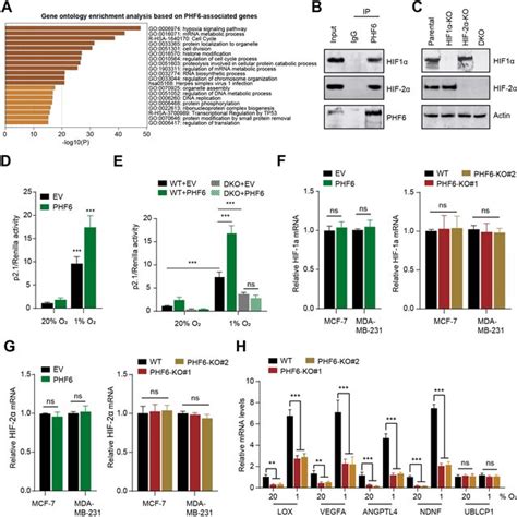 Phf6 Recruits Bptf To Activate Hif Target Genes In Breast Cancer Cells