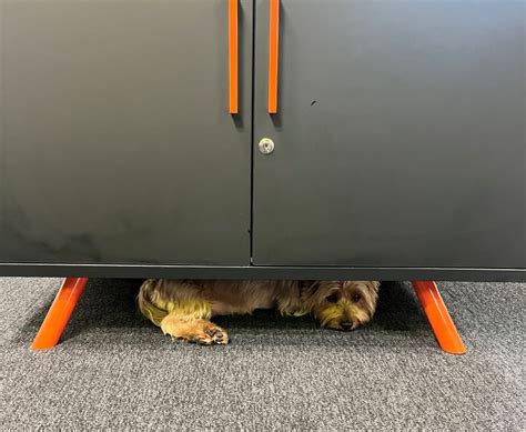 Charlee Herbert On Linkedin Bailey Is Taking Hump Day Real Seriously