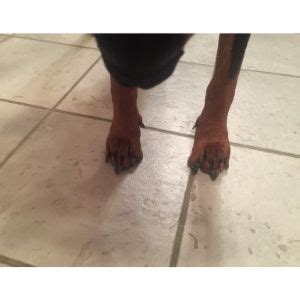 How To Tell If A Dew Claw Is Dislocated What You Need To Know We Love Doodles