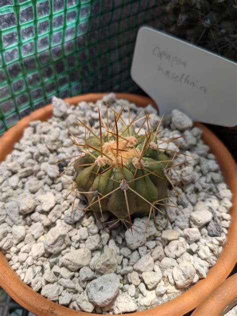 Caring For Copiapoas A General Beginners Guide Trex Plants