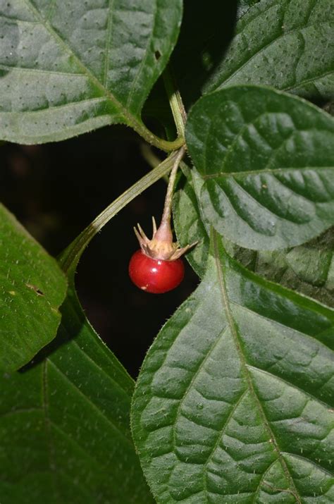 Lycianthes Macrodon Eflora Of India