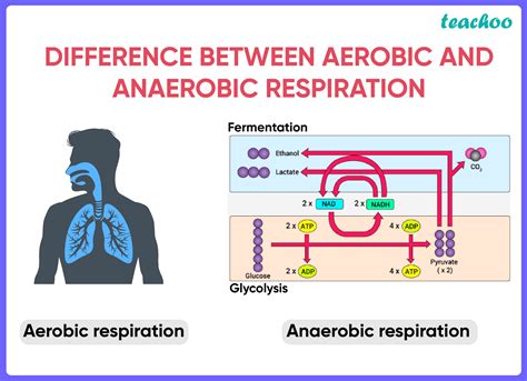 Differences Between Aerobic And Anaerobic Respiration OFF