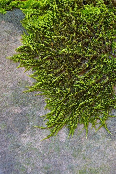 Moss And Wall Stock Image Image Of Natural Green Nature 7764017