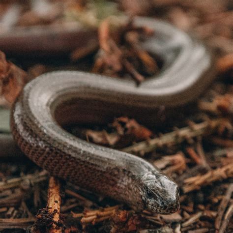 What Does Cold Blooded Mean For Reptiles At Makayla Moffatt Blog