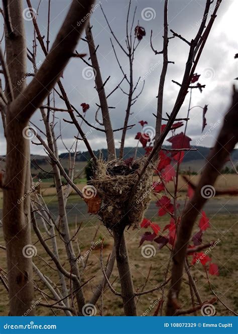 Bird Nest In Tree Branch Stock Image Image Of Tranquil 108072329