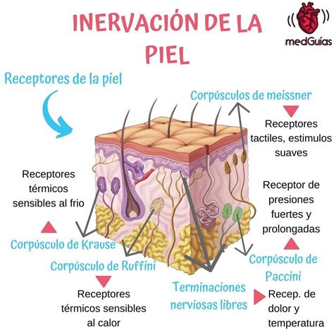 Receptores En La Piel Etiquetados