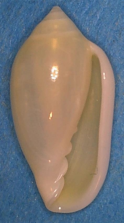 Prunum Succineum Conrad 1846