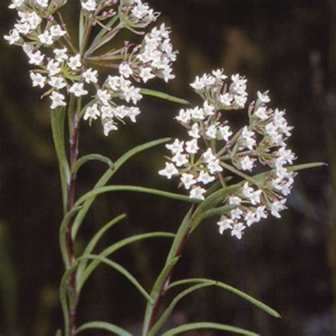 Platysace Linearifolia Narrow Leaved Platysace Naturemapr Australia