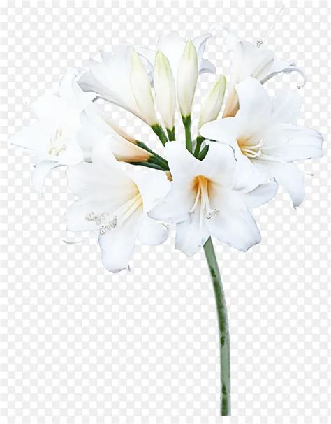 植物茎 切花 泽西百合png图片素材下载图片编号7108267 Png素材网