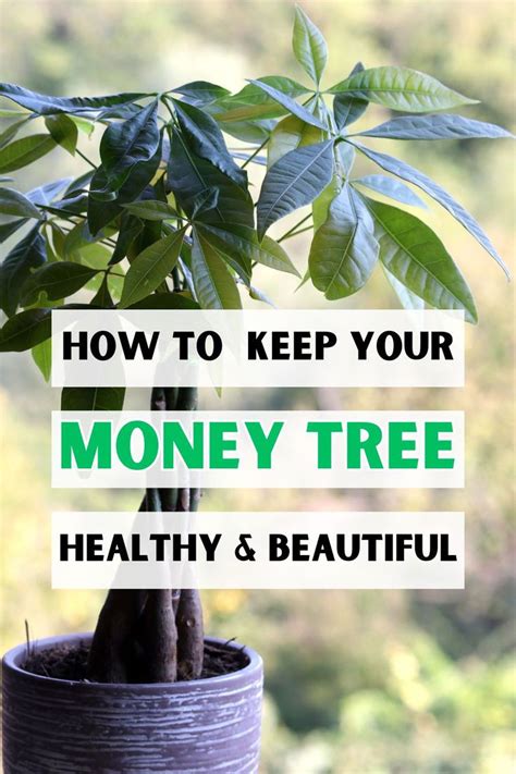 A Beginners Guide To Growing Money Tree Money Tree Plant Care Money Tree Plant Money Plant Care