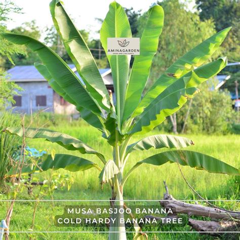 Live Musa Basjoo Banana Tree 5 6 Starter Plant Cold Hardy Tropical