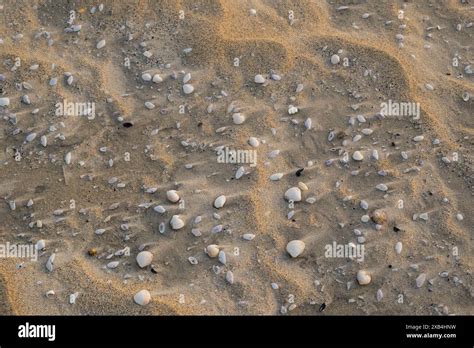 Tiny Shells In The Sand On Luskentyre Beach On The West Coast Of The