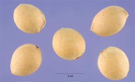 Uncovering Mahlab The Expensive Oriental Cherry Spice