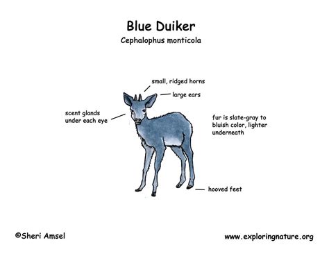 Common Duiker Habitat