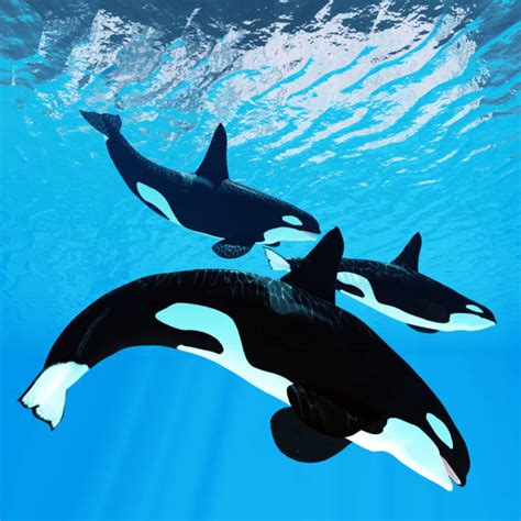 Killer Whale Pod Underwater Understanding Orca Culture