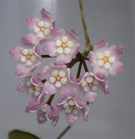 Hoya Thomsonii Frostvits Flora