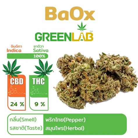 Buy Baox Online At Best Price In Thailand Thaigreenlab Shop