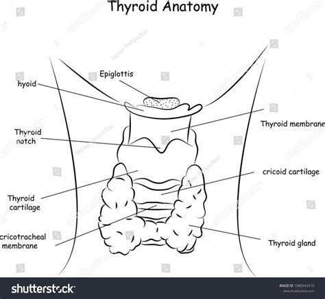 Thyroid Gland Diagram