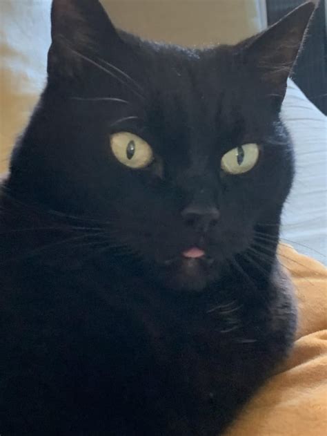 Our Toothless Was Not Accurately Named Because He Does In Fact Have