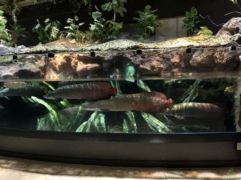 Acuario De Arapaima Bedrohter Riesenfisch Im Amazonas Arapaima Aus