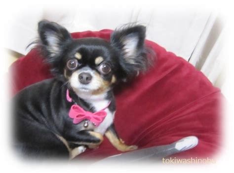 台風並みの天使が～♪ ゛日々感謝゛‥‥ありのま～んま