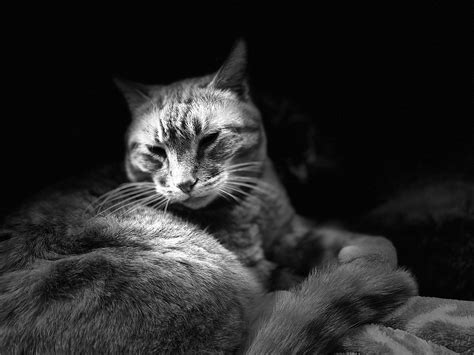 Plus One Bc He Is A Polydactyl Scrolller