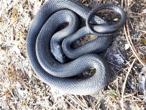 Bjelouška Nacionalni Park Plitvička Jezera