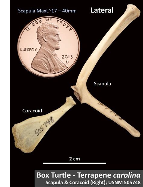 Common Box Turtle Scapula Osteoid Bone Identification