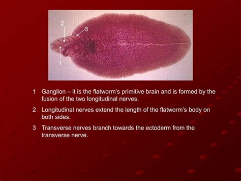 Class Trematoda Notes Ppt