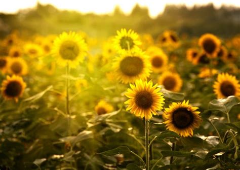 Gardening All Year Round What To Plant In Winter Aumanns