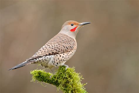 Northern Flicker Red Shafted Flicker 3