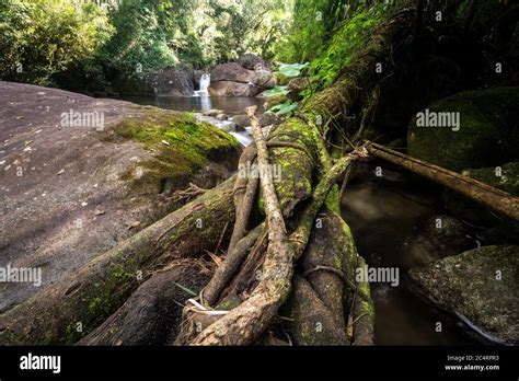 Beautiful View To Rainforest River With Green Slime On Fallen Tree Log Serrinha Ecological