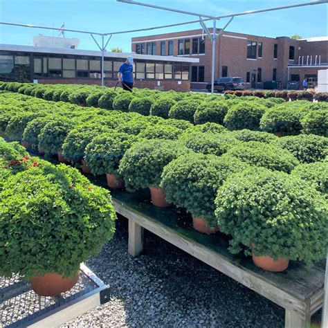 Mums Growing In Sunlight Montezuma Magazine