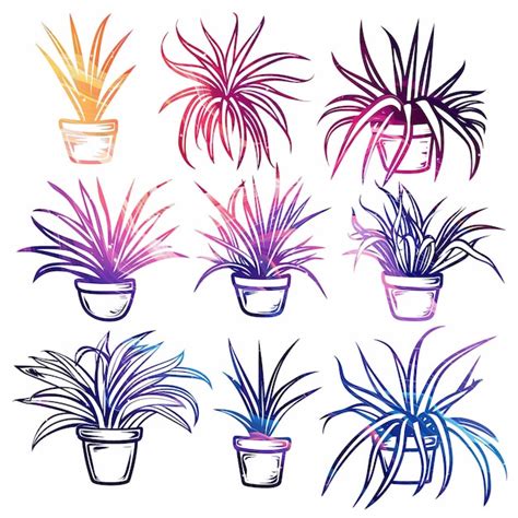 Premium Vector Spider Plant Flat Vector Lin Set Illustration High Quality