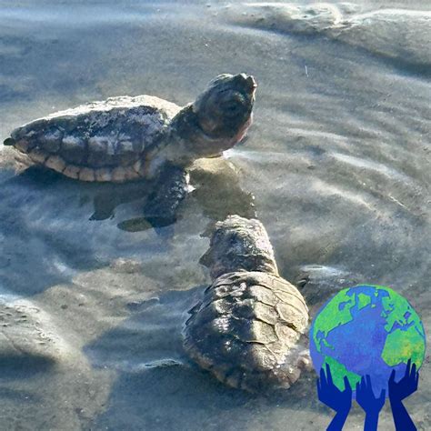 Harbor Island Turtle Program This Is The “trench” From Yesterday With Katherine Giving It Some