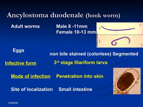 Ascaris Enterobius Hookworm And Trichrous 6 Ppt