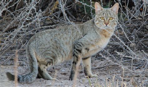 African Wildcat Facts Distribution And Population Biodb