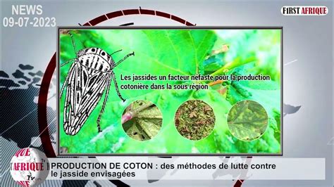 Production De Coton Des Méthodes De Lutte Contre Le Jasside