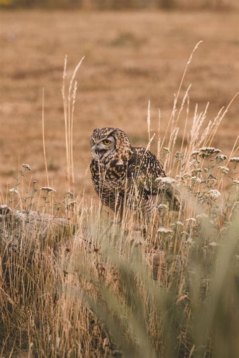 Cape Eagle Owl Bubo Capensis In Dry Grass Stock Image Image Of Bubo