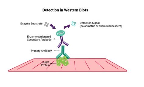 Western Blot Blocking Buffer Recipe